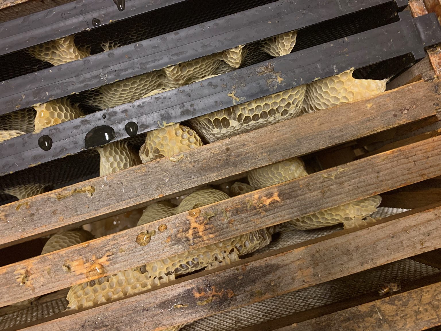 Types of Comb and What They Tell Us About Our Bees - Backyard Beekeeping